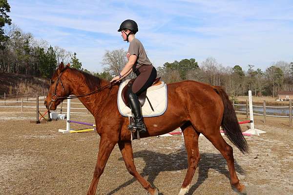 Pony Gang Equestrian Services
