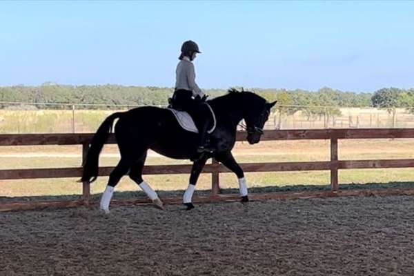 Riding Lessons and Horse Training