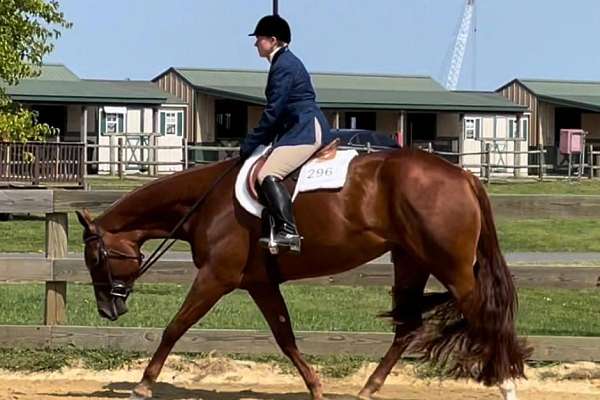 HD Performance Horses