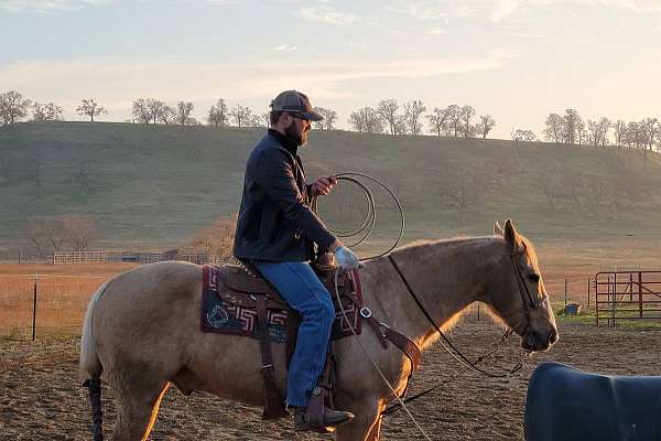 Horseback Riding Lessons, Horses Provided