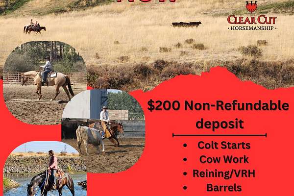 Horse Training & Lessons ~ Colt Starting, Cow Work, Reining/VRH, Barrels