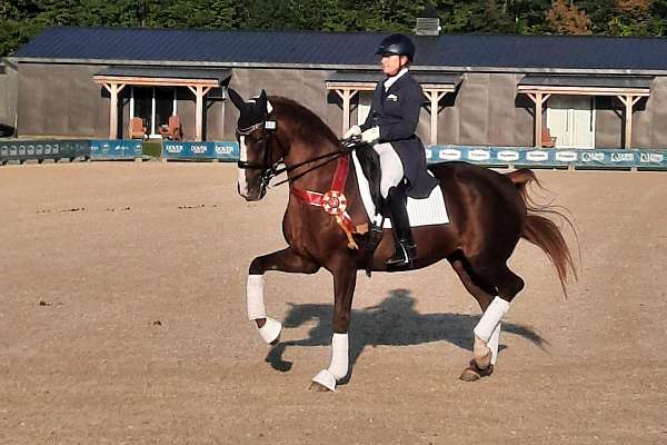 Equestrian Mindset Coaching