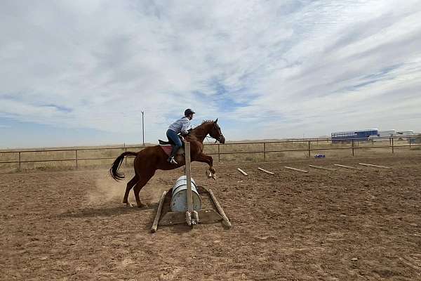 Equestrian Instruction and Horseback Riding Lessons