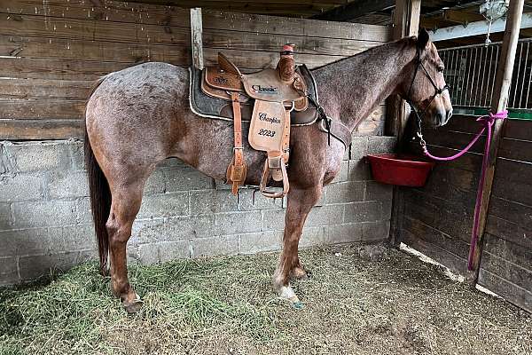 Red roan AQHA gelding