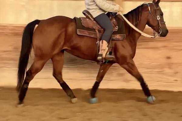 Barrel Racing/Gymkhana Lessons