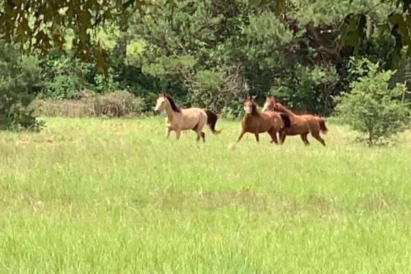 Pasture and Full Boarding