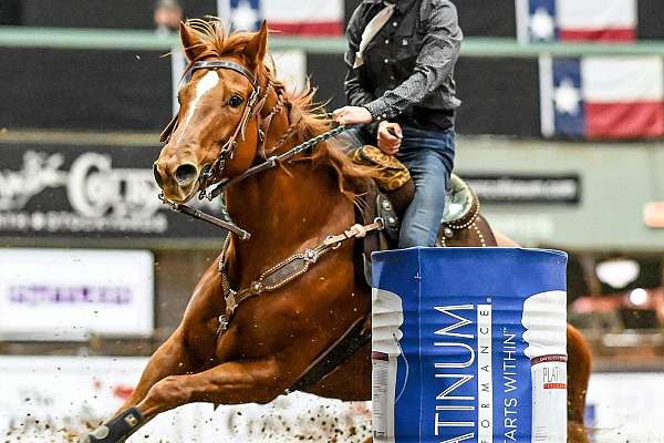 Barrel Horse Training