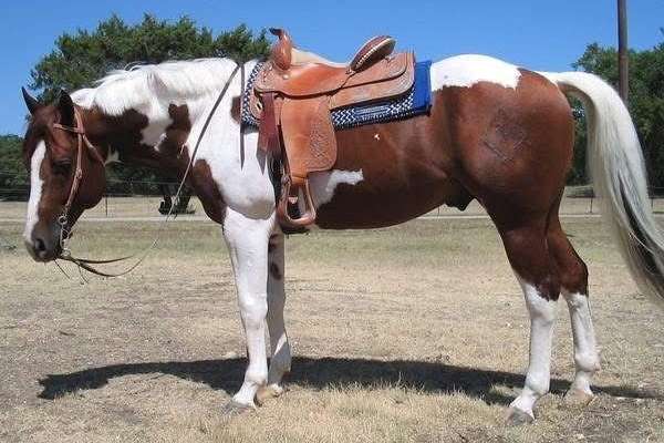 Horse Riding and Training