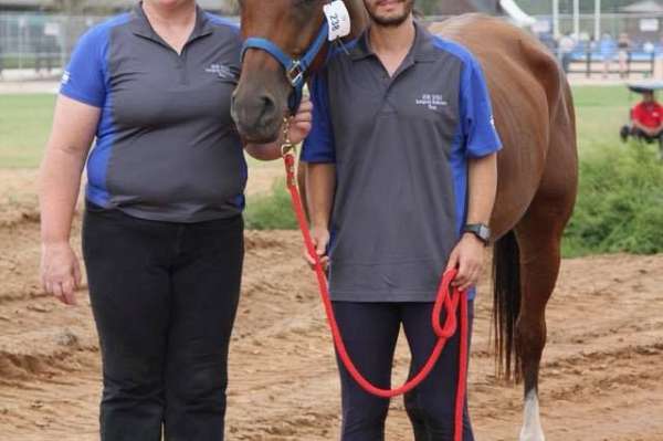 Hart's Equine Bodywork