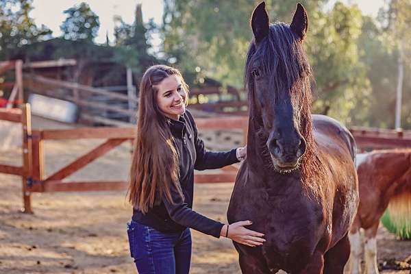 Holistic Equine Bodywork