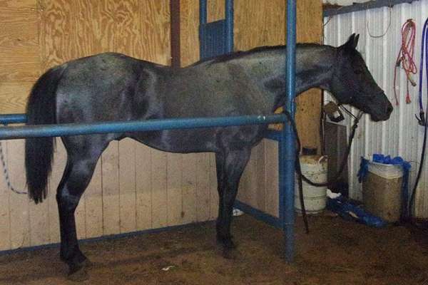 Blue Roan Grandson of Dash for Cash at Stud