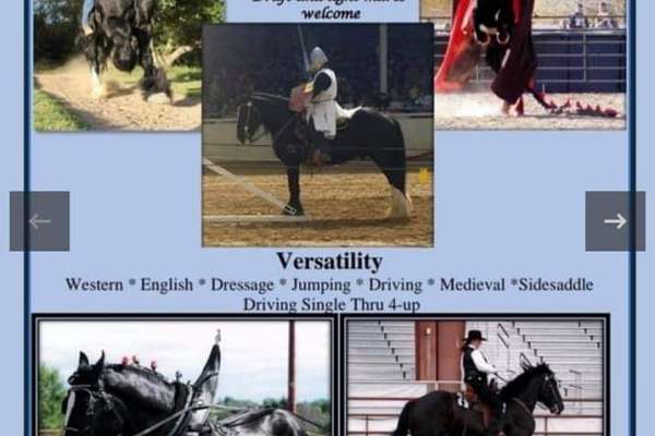 Shire Stallion ~ Standing at Stud