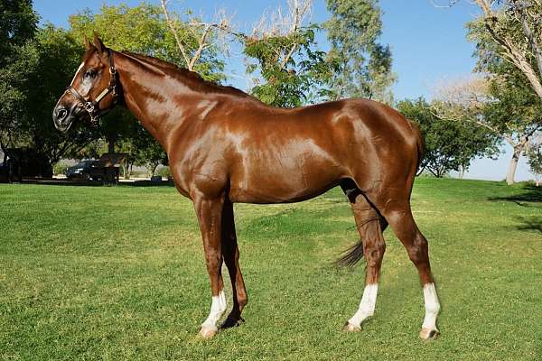 Gorgeous Thoroughbred Stallion at Stud in Sage, CA