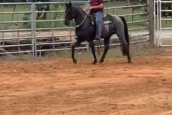 Blue Roan Rocky Mountain stallion