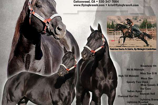 AQHA Homozygous Black Stallion