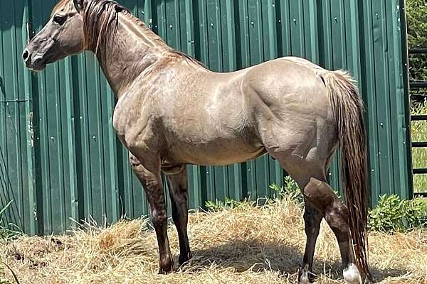 AQHA 2009 Homozygous Black /Dun Standing for 2024