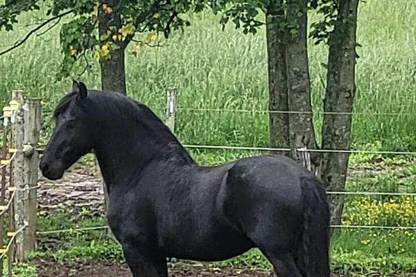 Baroque type Friesian Stallion available for on farm AI or Shipped semen