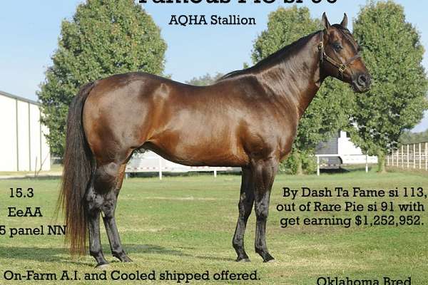 Own Son of Dash Ta Fame, Out of Rare Form Daughter