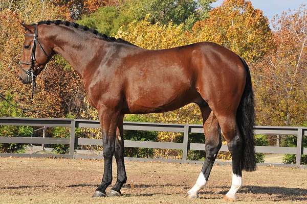 Lord Adonis by Lordanos -- Warmblood Stallion at Eurequine
