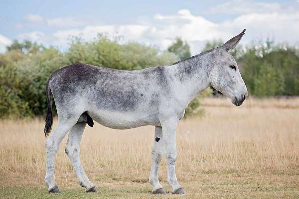 Stunning Blue Roan Mammoth Jack