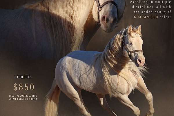 Docz Smart Shiner AQHA Perlino at stud