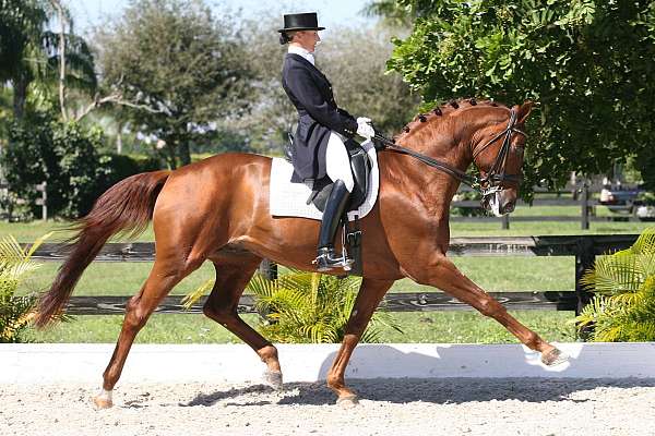 Wild Dance - Hanoverian Stallion Standing at Eurequine LLC. - LFG