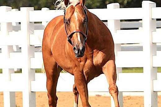 Son of Blushing Bug (Bugs Alive In 75) out of Dtr of First Down Dash