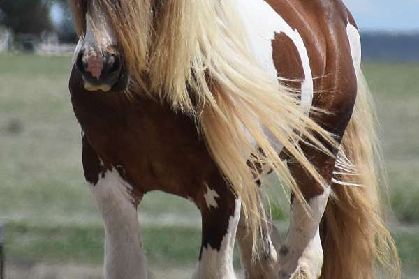 Gentle Silver Bay Gypsy Stallion at Stud
