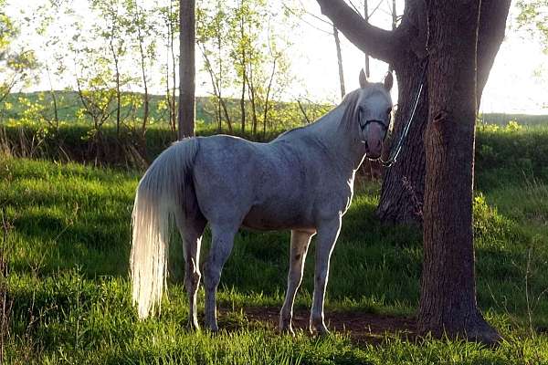Fantastic Straight Egyptian Arabian Stallion Available at Stud