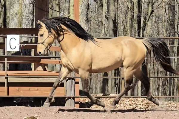 Homozygous Dunskin Morgan Stallion with WOW factor!