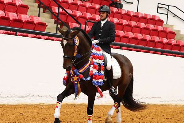 Top PRE Andalusian - Confirmed PSG training GP. Highest USDF/ANCCE Scores!
