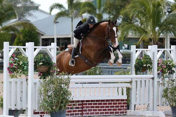 Champion Hunter Stallion Prototype
