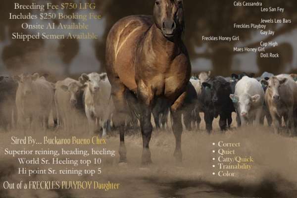 AQHA Buckskin Stallion Buckaroo Playboy