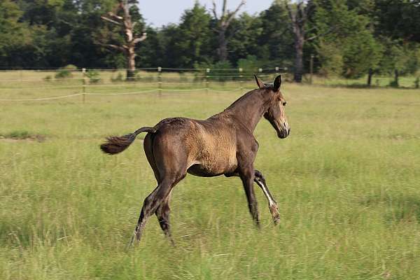 2025 Warlander filly