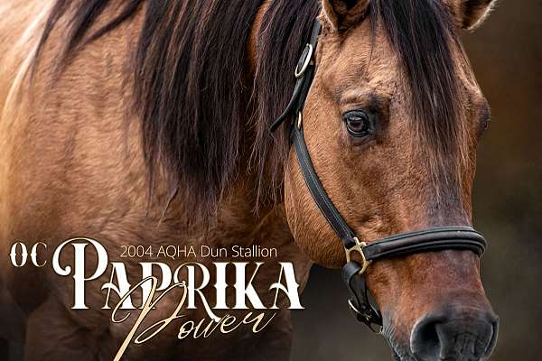 Line Back Dun For Stud Service Only