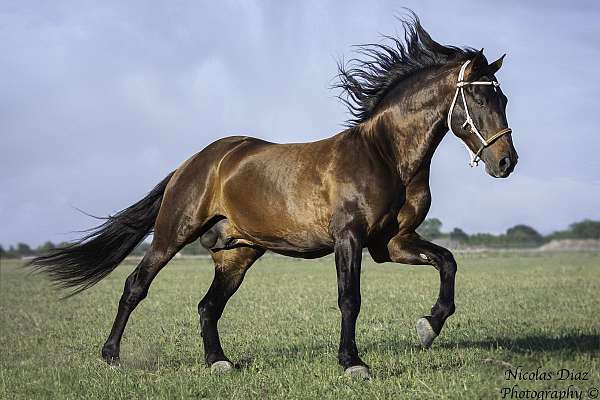 Beautiful PRE Stallion