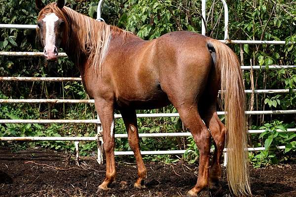 Gorgeous, unusually colored Straight Egyptian Arabian Stallion