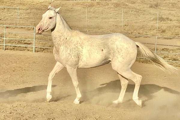Rare Color Thoroughbred at Stud