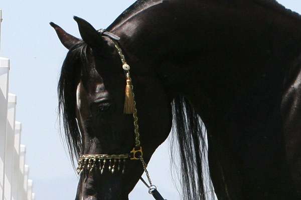 World Renowned - Black - Straight Egyptian Arabian - Stallion Service