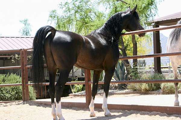 Homozygous Black - Straight Egyptian Arabian - Stallion Service