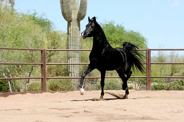Homozygous Black - Straight Egyptian Arabian - Stallion Service