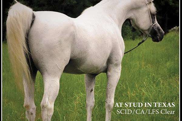 Arabian stallion at stud in east Texas