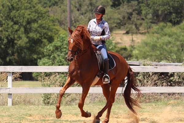 Rare Revised Imported P.R.E. Chestnut Stallion Rayo Per