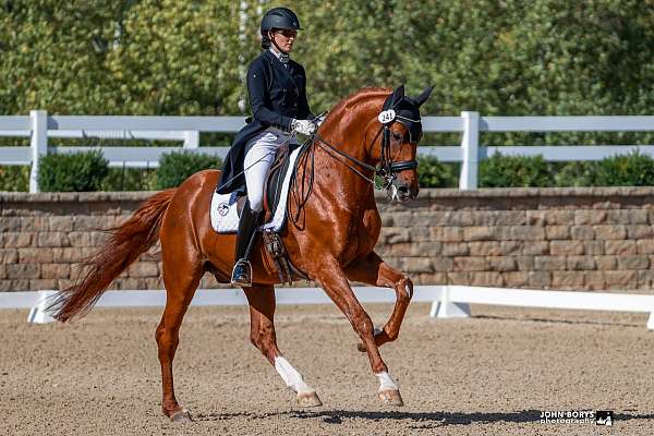 Bingotti TOP Dressage Stallion available at Eurequine Stallions
