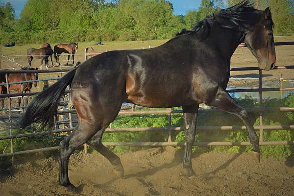 Fabulous Up and Coming Stallion