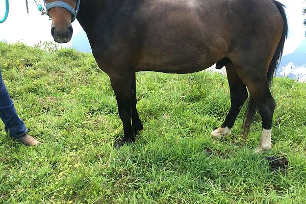 Flashy Hackney Stallion