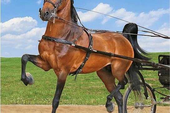 Hackney Stallion - Whippoorwills Special Delivery