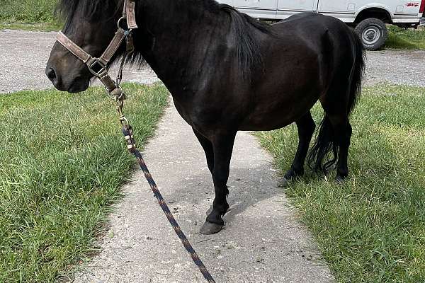 Miniature stallion for stud