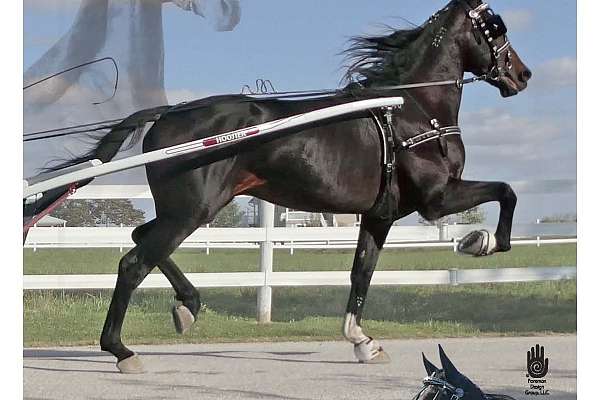 Standardbred Stallion (Rare Muscle)