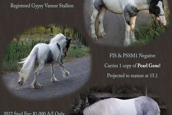 Blue Roan Tobiano Gypsy Vanner